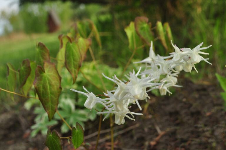 Epimedium grandiflorum ‘White Queen’ – Epimedium.org